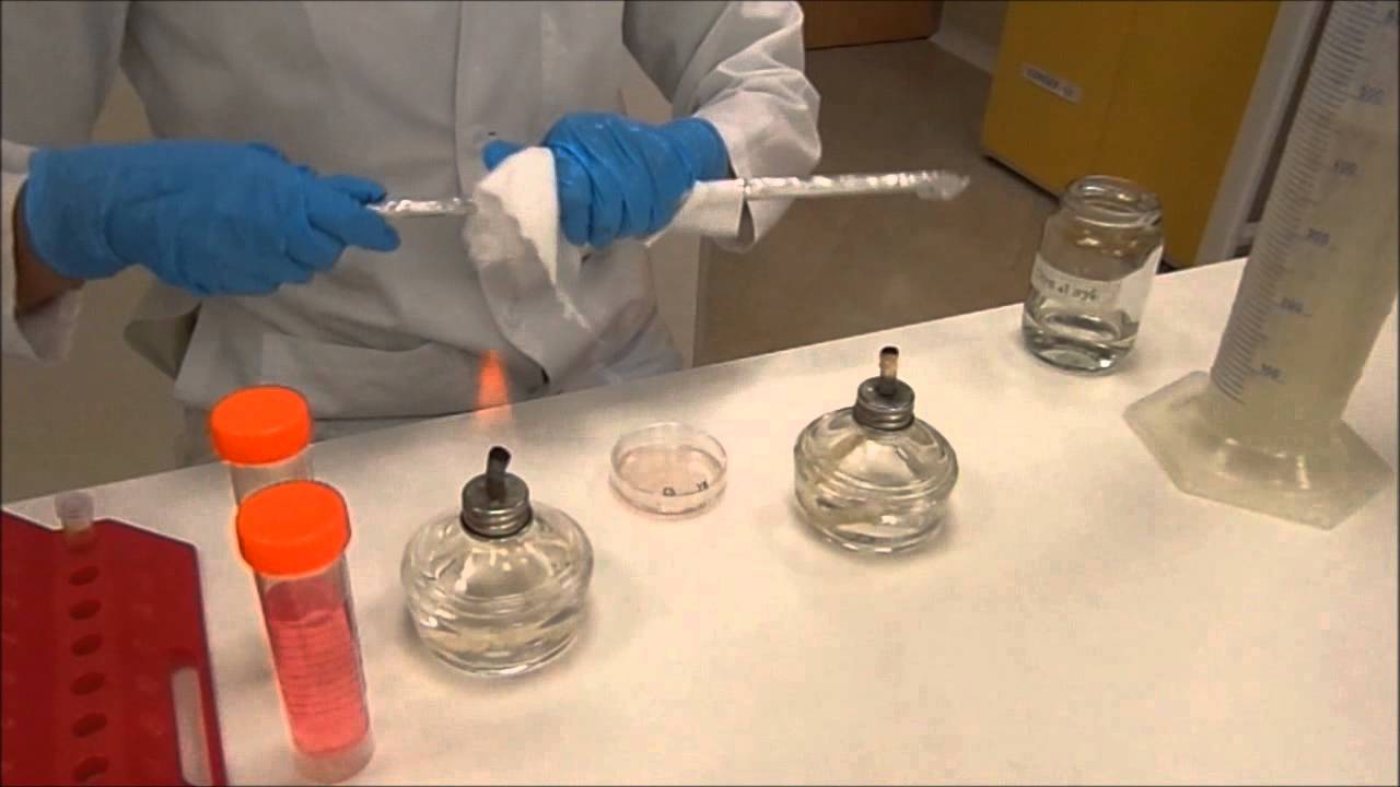 Extracción de células de un explante primario - YouTube