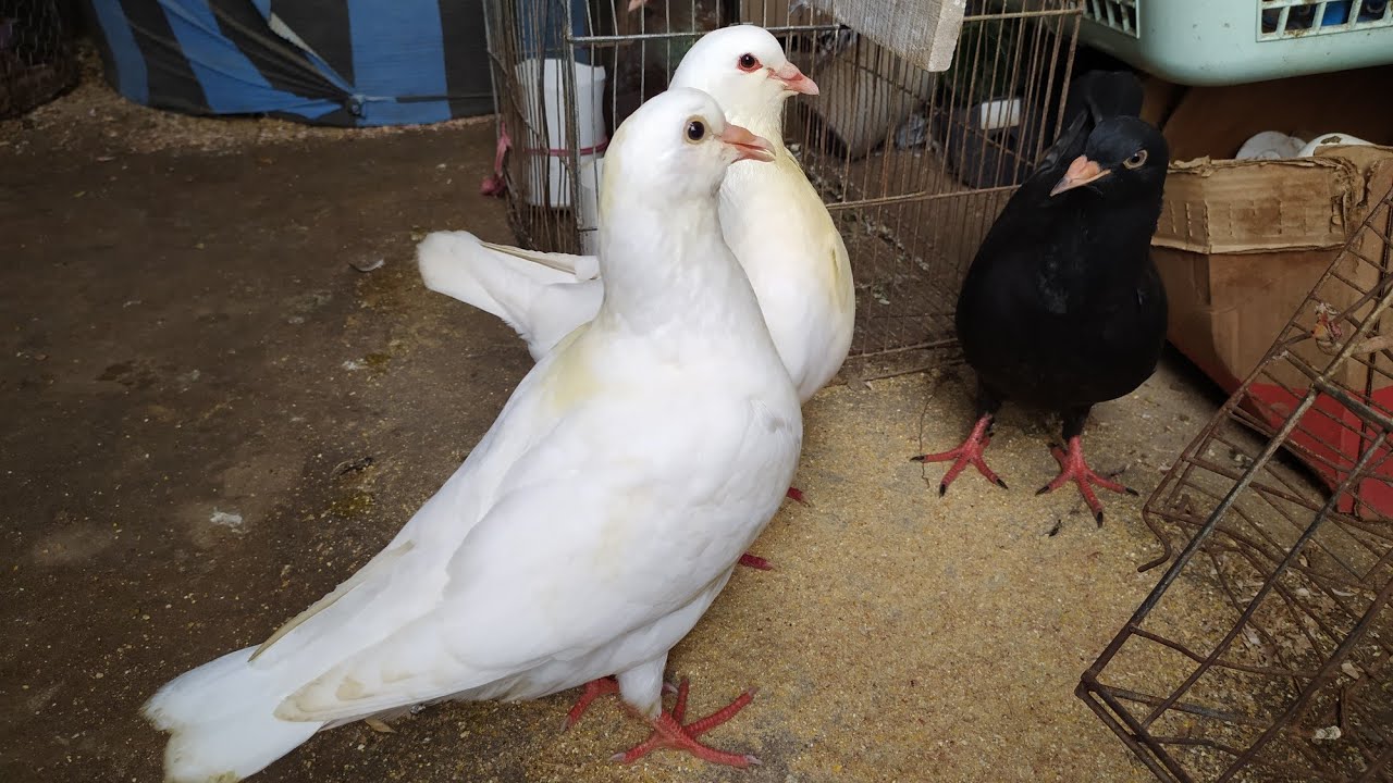 🕊️ Os pombo king filhote já estão voando e se alimentando só # ...