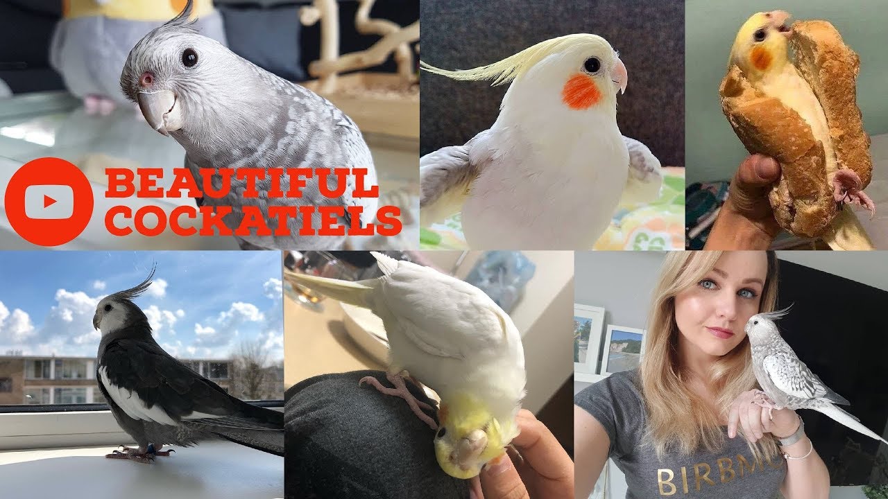 Cockatiels are the BEST | Beautiful Birds Edition | Happy Cockatiels ...