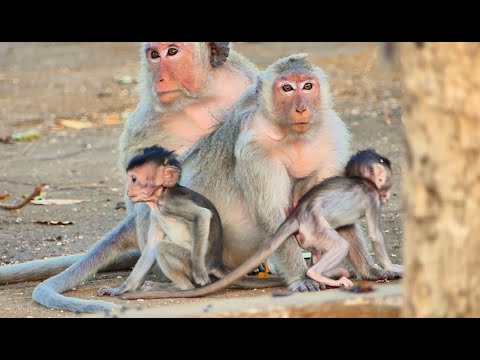 Today .....! Mom Sarah, Baby Sam, and other monkeys were together, not ...