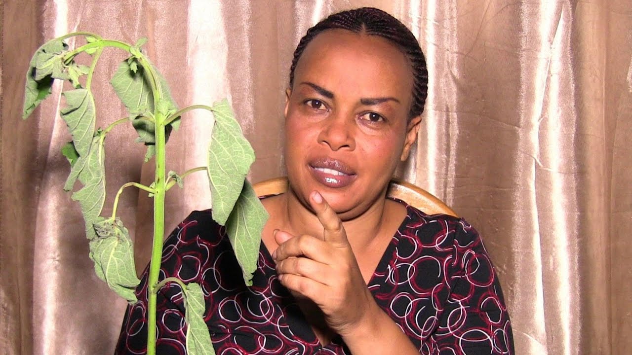 Umuti uvura amaribori agahera burundu - YouTube