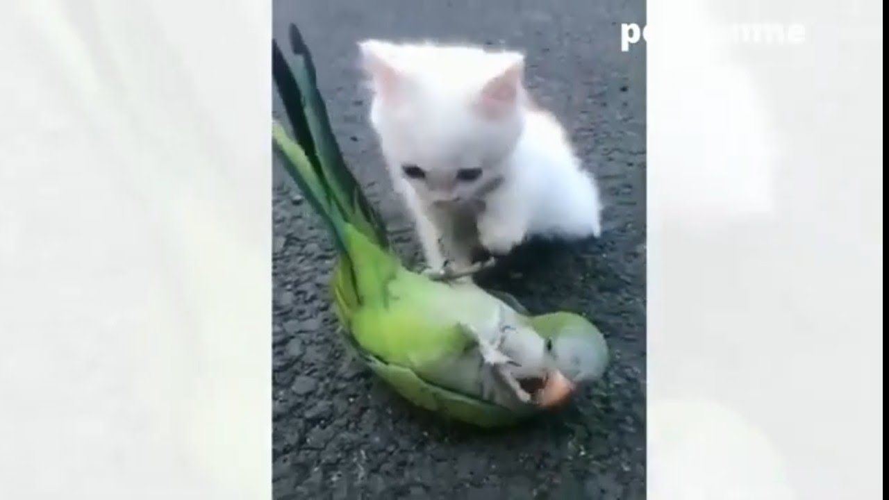 Cute Little Pets | Animals - YouTube
