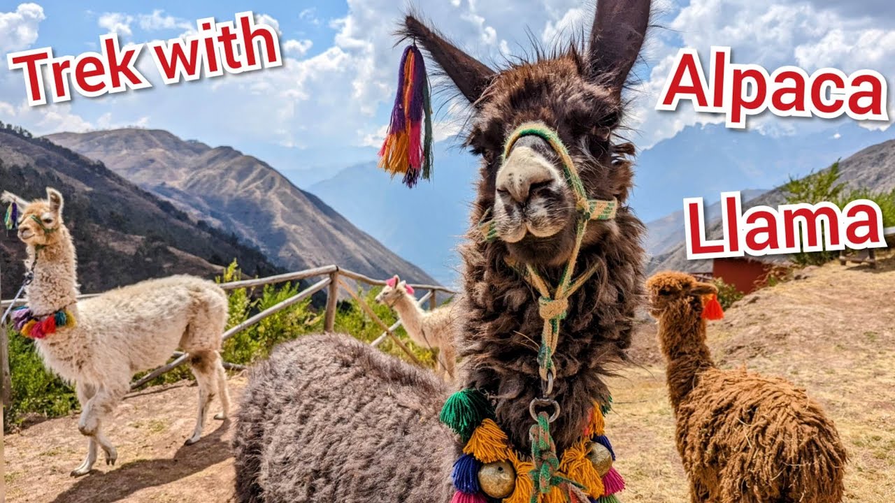 3 hours Alpaca Therapy: Connect with the Inca energy in Sacred Valley ...