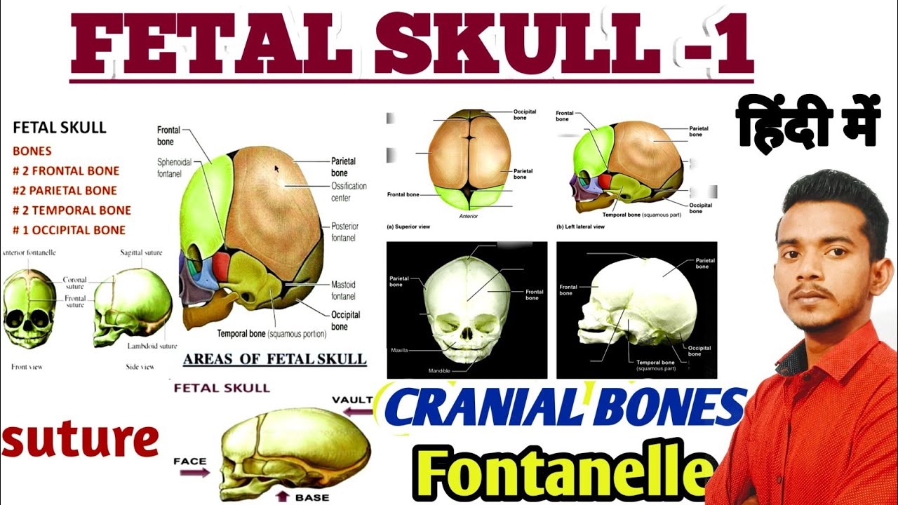 fetal skull // cranial bone , suture , fontanelle // fetal skull in ...