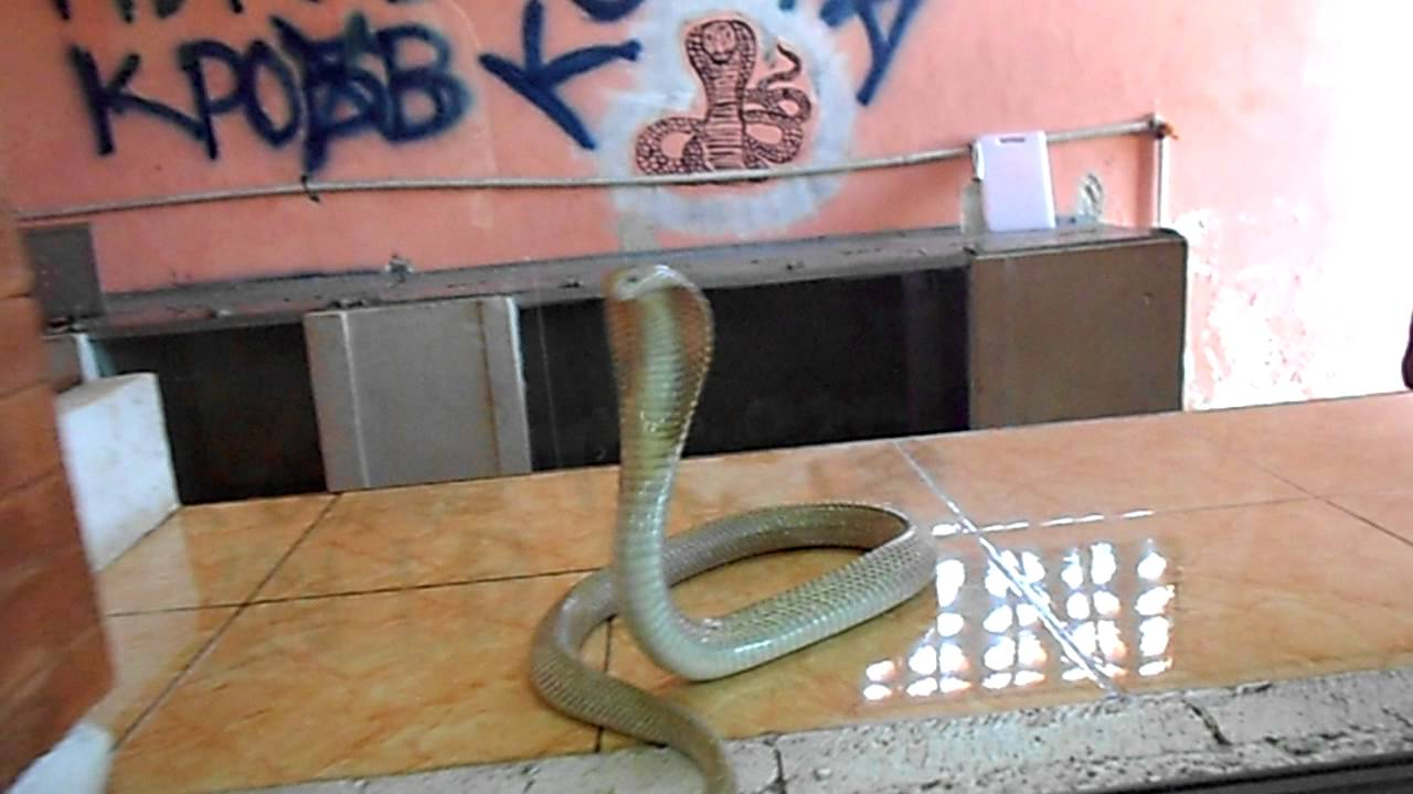 Bali Cobra HD video - YouTube