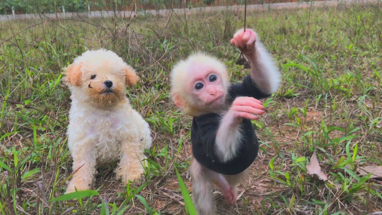 Baby monkey Bibi takes the puppy for a picnic and eats fruit together ...