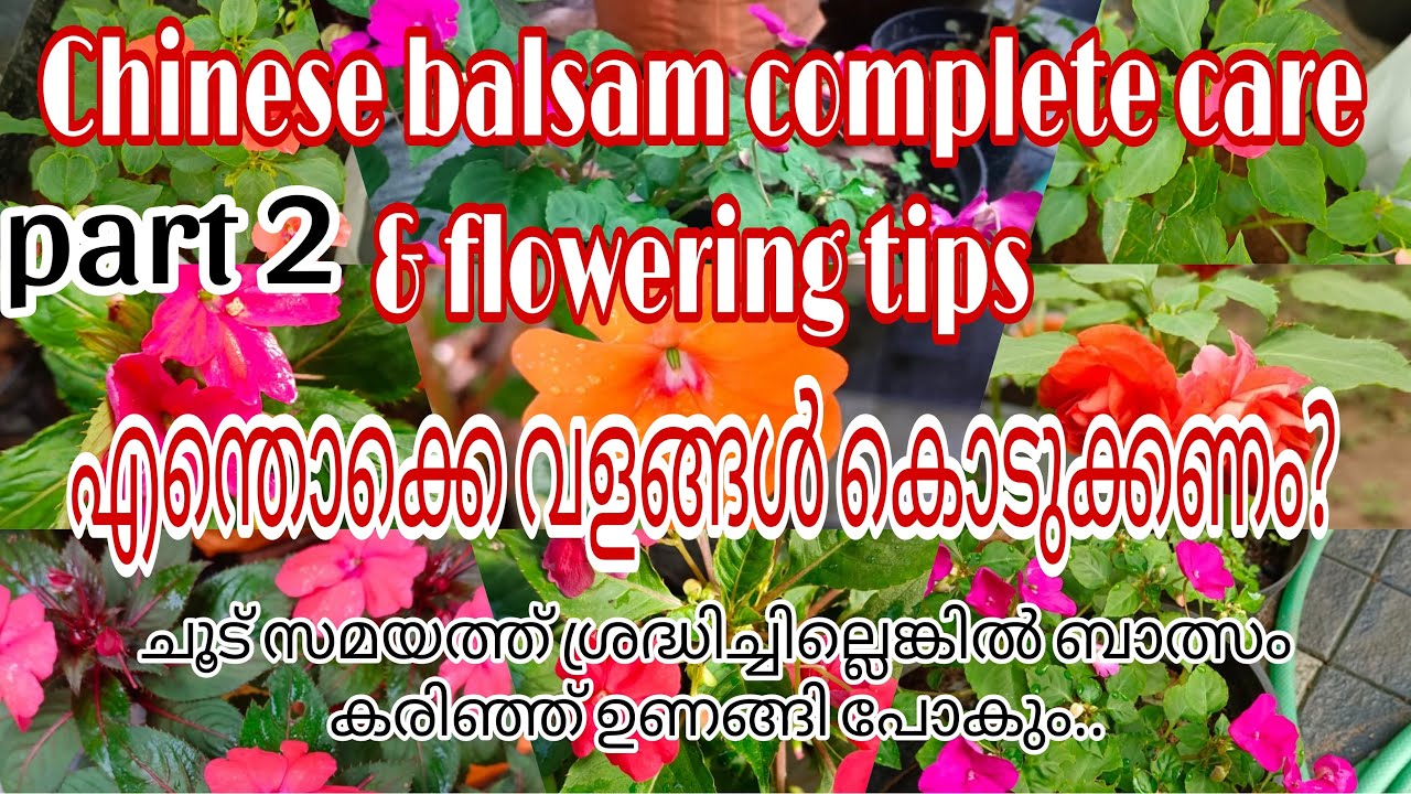 Chinese balsam complete care &flowering tips|വളങ്ങൾ|പൂക്കളാൽ തിങ്ങി ...