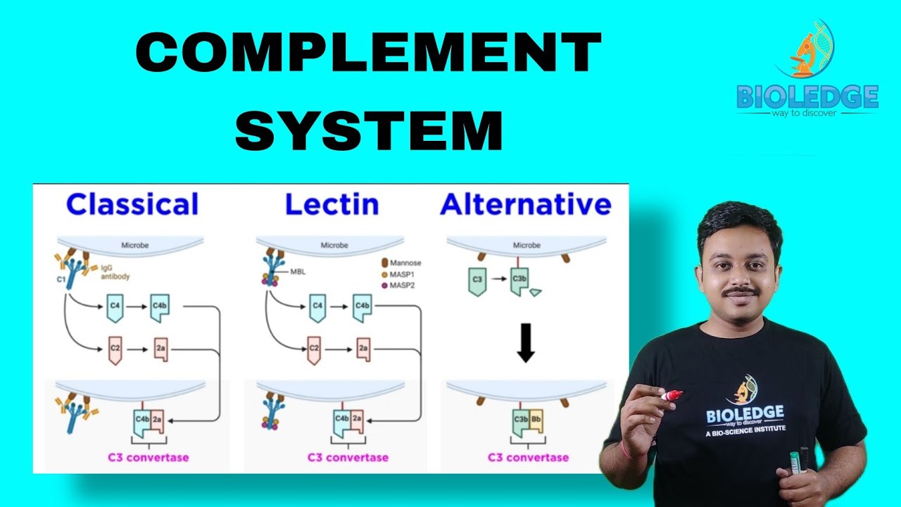 Complement system | Zoology | NEET |NET - YouTube
