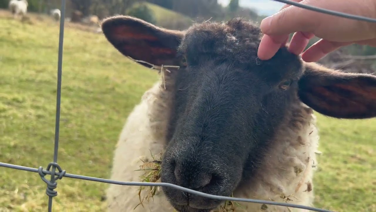 My neighbour's sheep likes being petted - YouTube