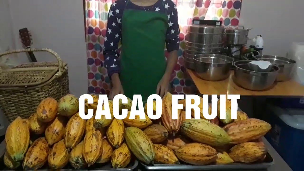 CACAO FERMENTATION PROCESS.. NO FERMENTATION, NO CHOCOLATE - YouTube
