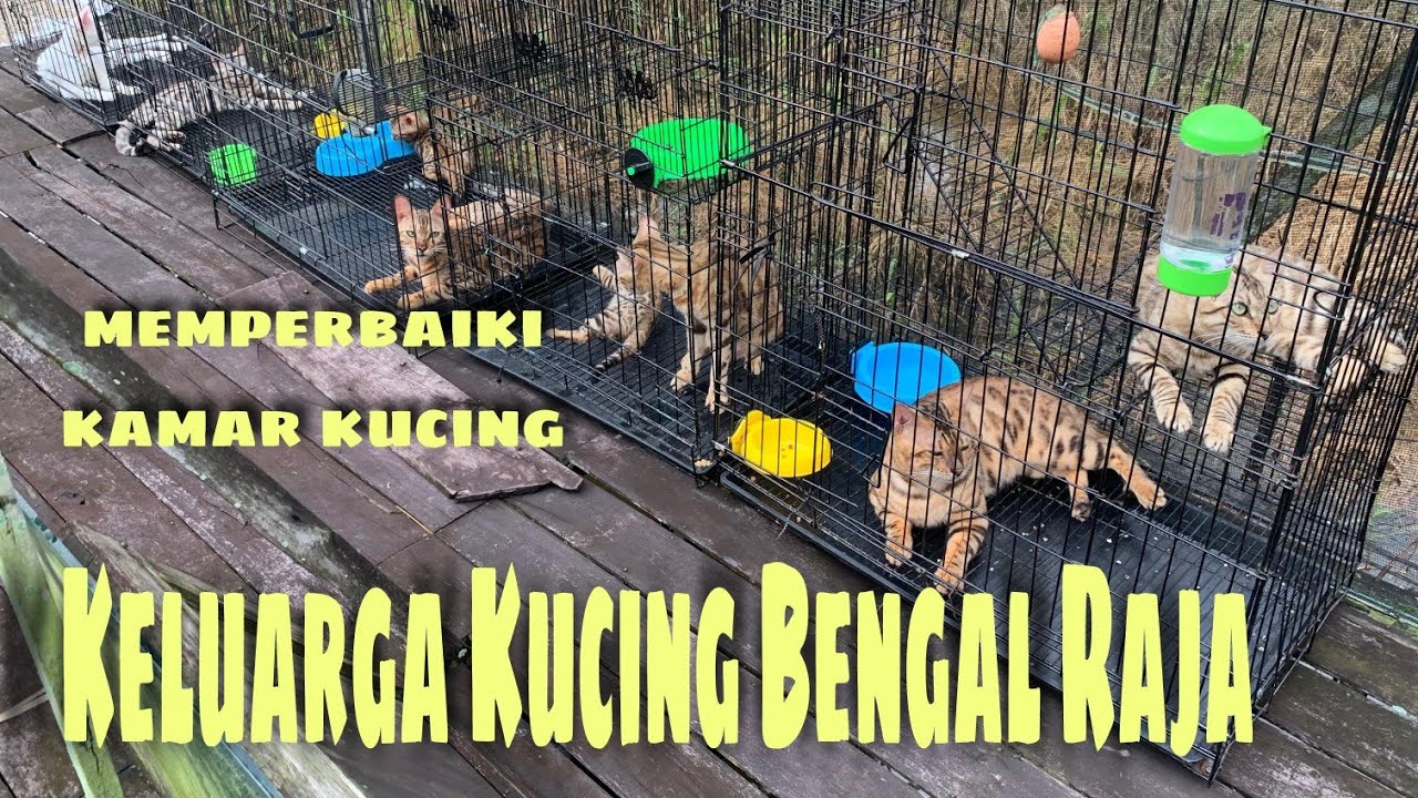 Pekenalan Keluarga Kucing Begal Raja Beserta Perbaikan Kamar Kucing ...