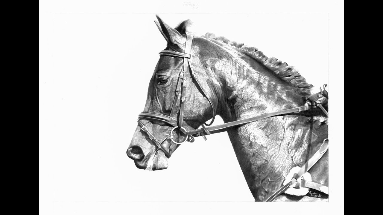 ~ Thoroughbred Horse Portrait Drawing ~ - YouTube