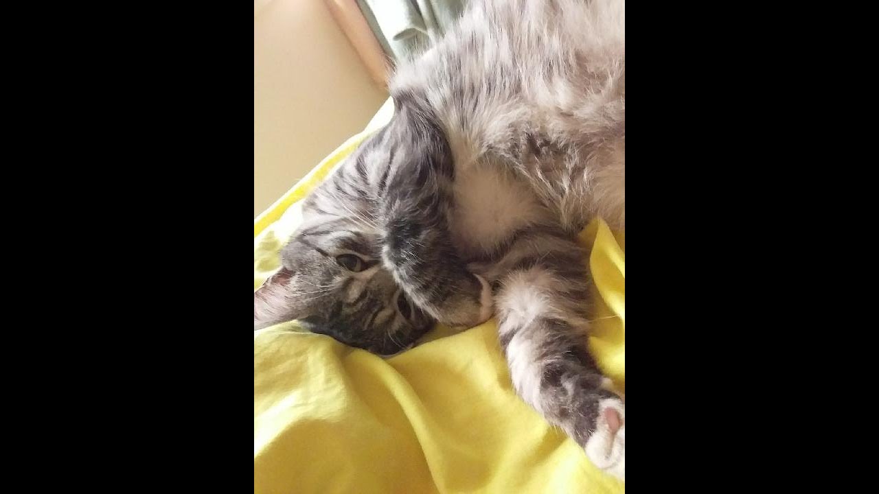 PussyCat: My Partner in Crime - YouTube