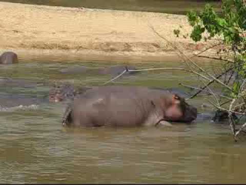 Hippos Mating - YouTube