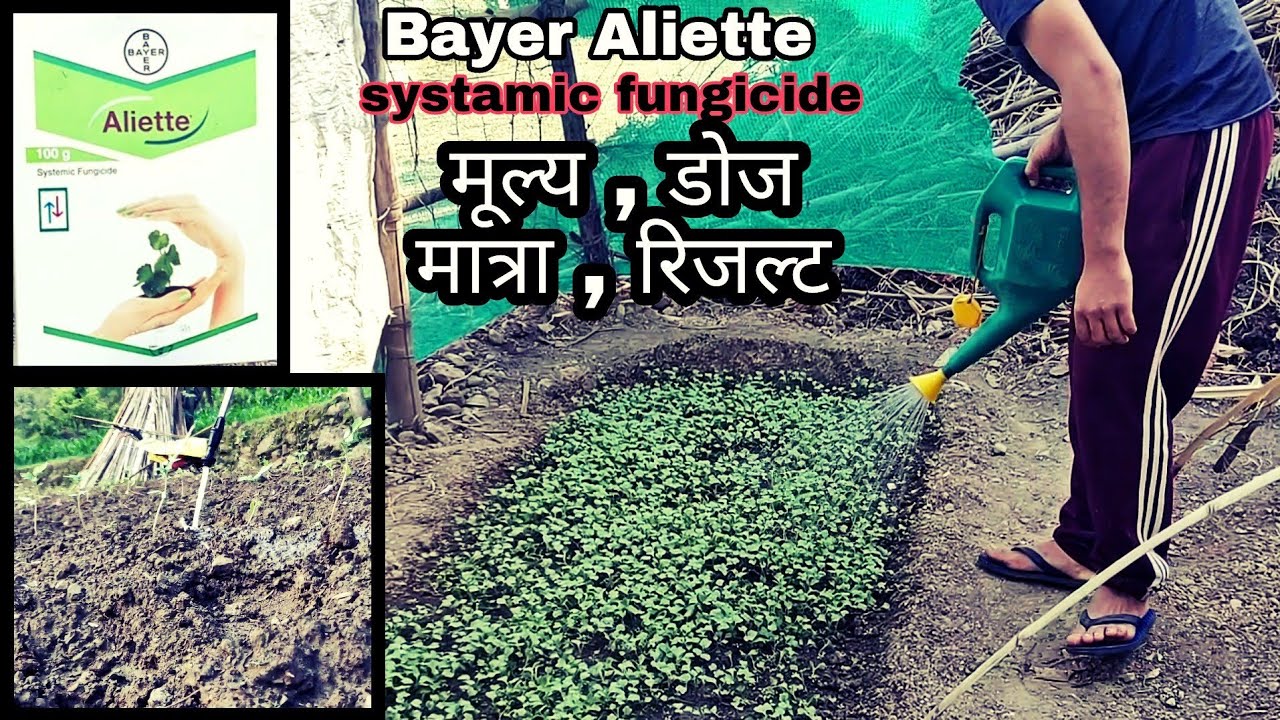 Systamic fungicide | Bayer Aliette | Fosetyl Al 80%WP | Bayer ...