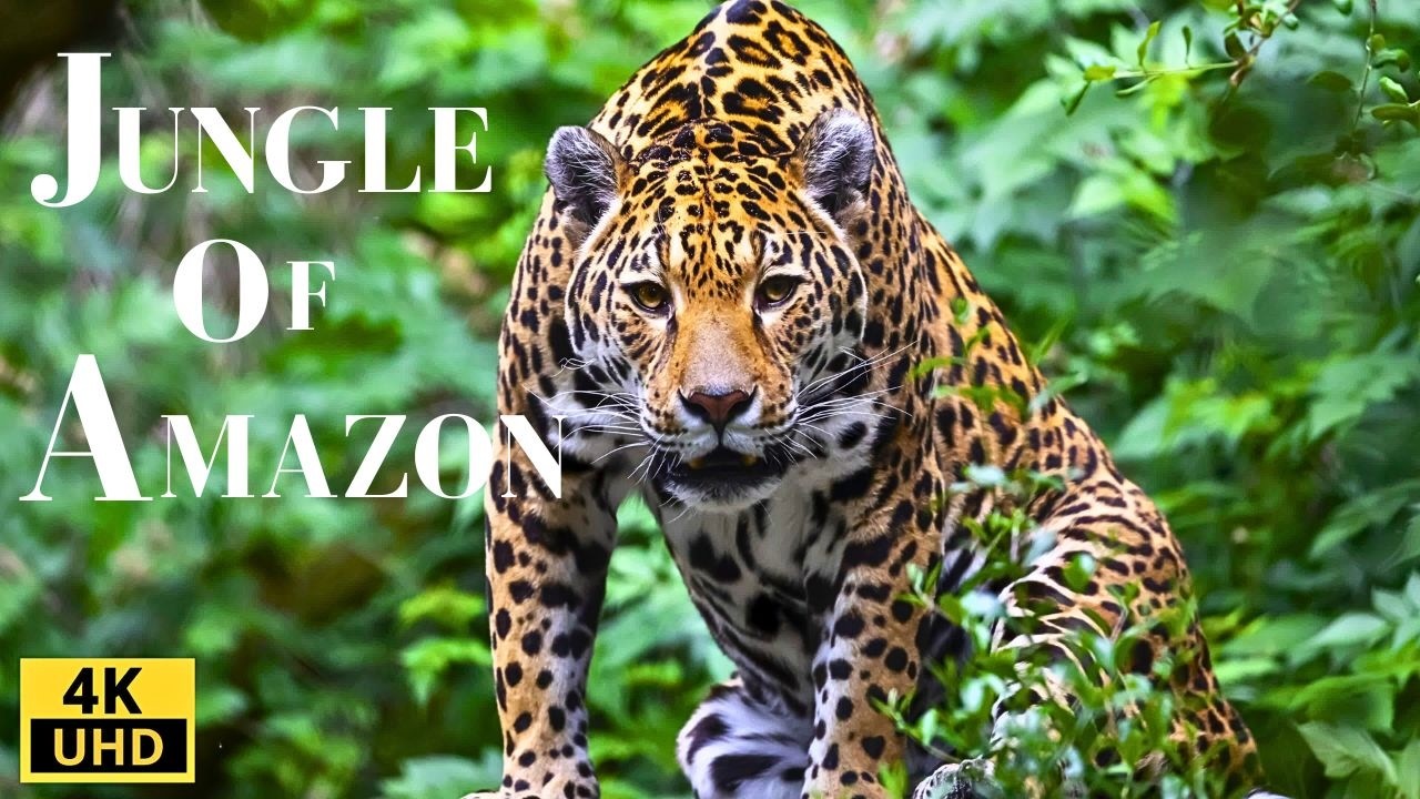 The Most Mysterious Inhabitants of the Jungle – Rare Images! - YouTube