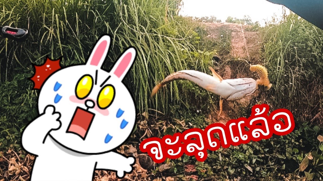 Ep:3ຕຶກປາຄໍຄອງ/ตีช่อนคลอง!! No sinker rig ผิวน้ำก็กัดโหด!! ทริปสั้นๆ ...