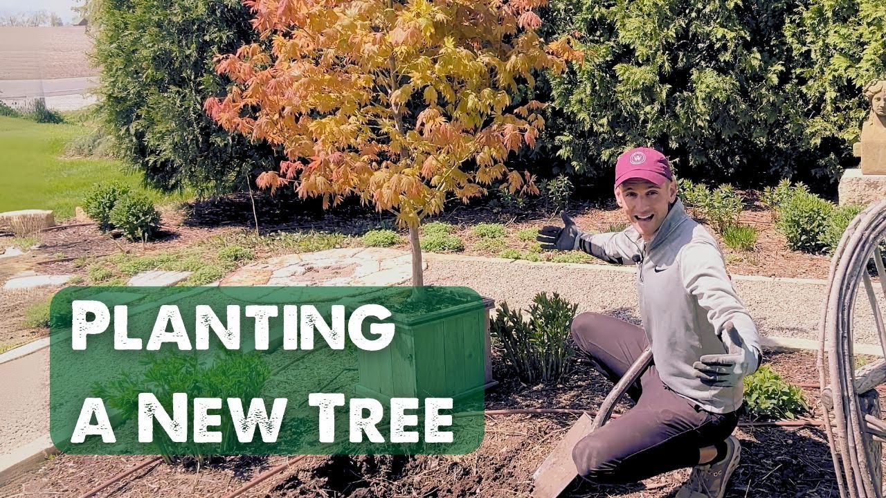 Planting a Northwind Maple Tree 🌳 🍁 || Wyse Guide - YouTube