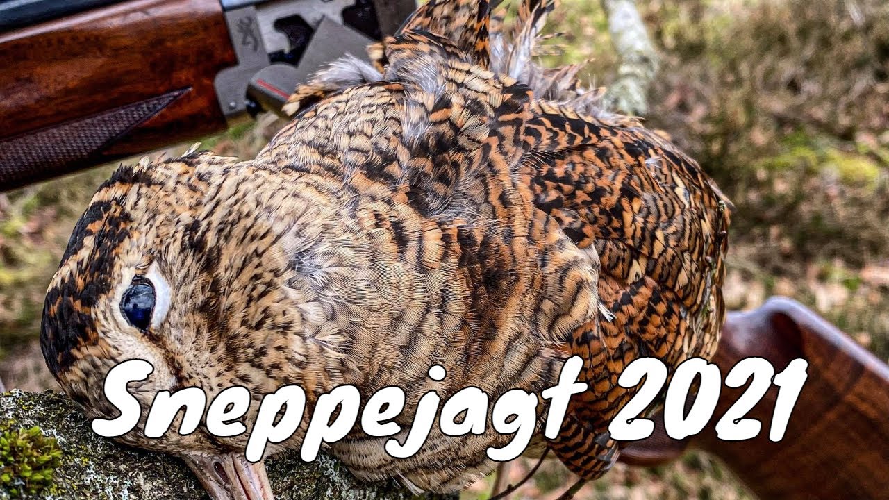 Mine første snepper i 2021 - 4K - YouTube