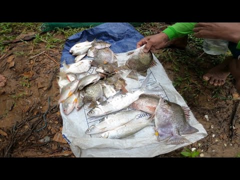 salambaw.malaking lambat na panghule nang ISDA sa ilog - YouTube