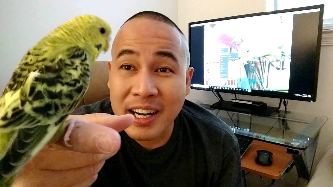 How to Hand Tame Scared Parakeets Budgies - YouTube