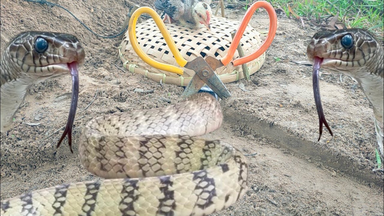 Trap a quick snake in a hole in a tree trunk easily using a wheel and ...