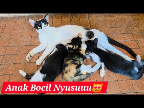 Anak Bocil Nenen😻