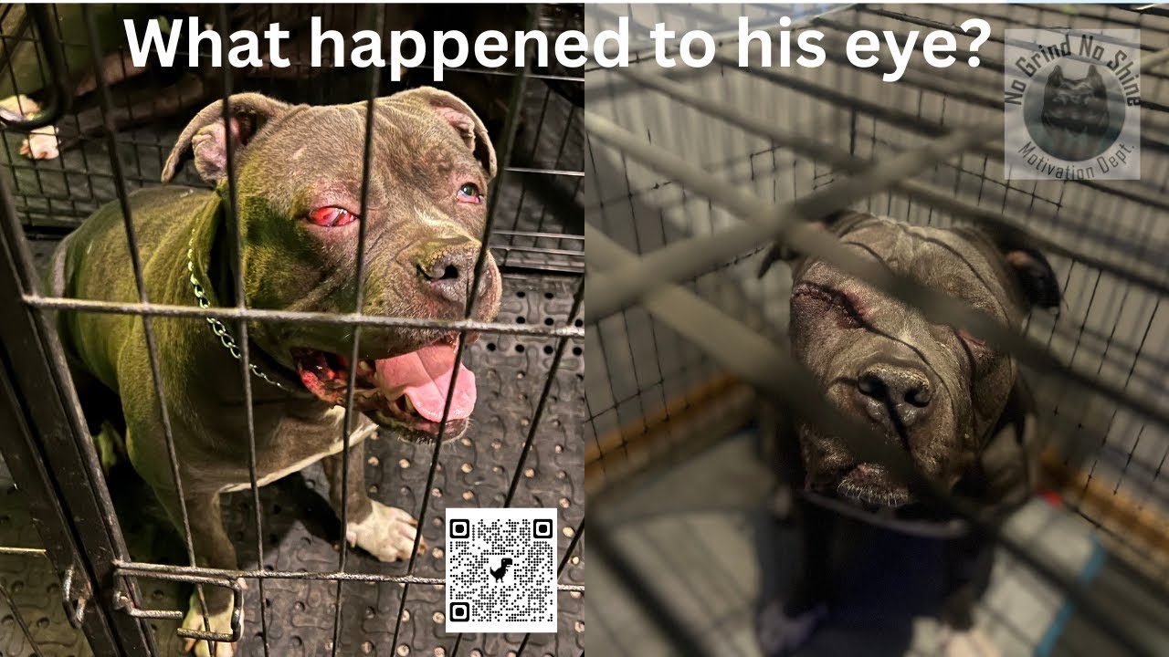Smokey lost his eye? (When playing rough goes bad) - YouTube