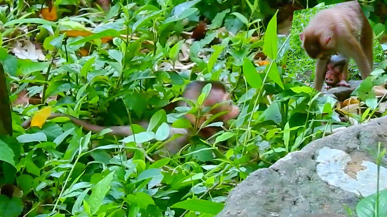 Baby Rainbow Tries Following Mum Libby Coming Soon - YouTube