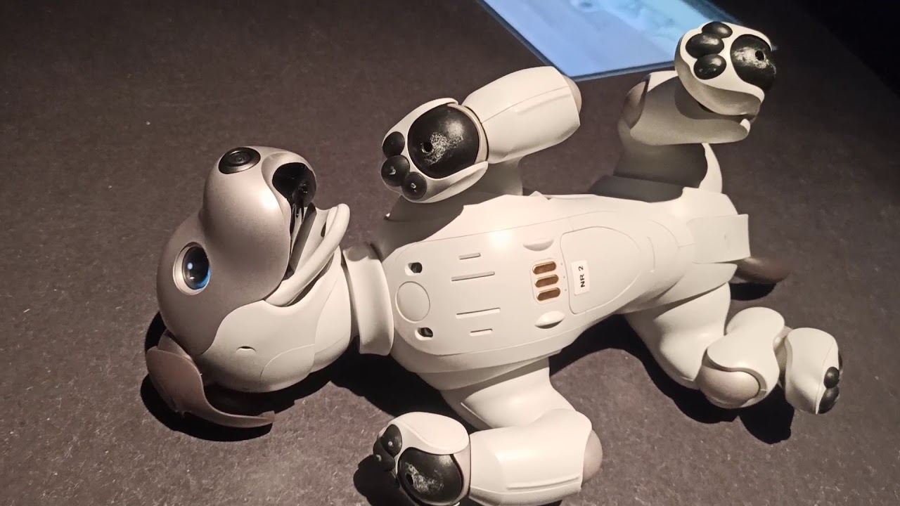 Playing with aibo - YouTube