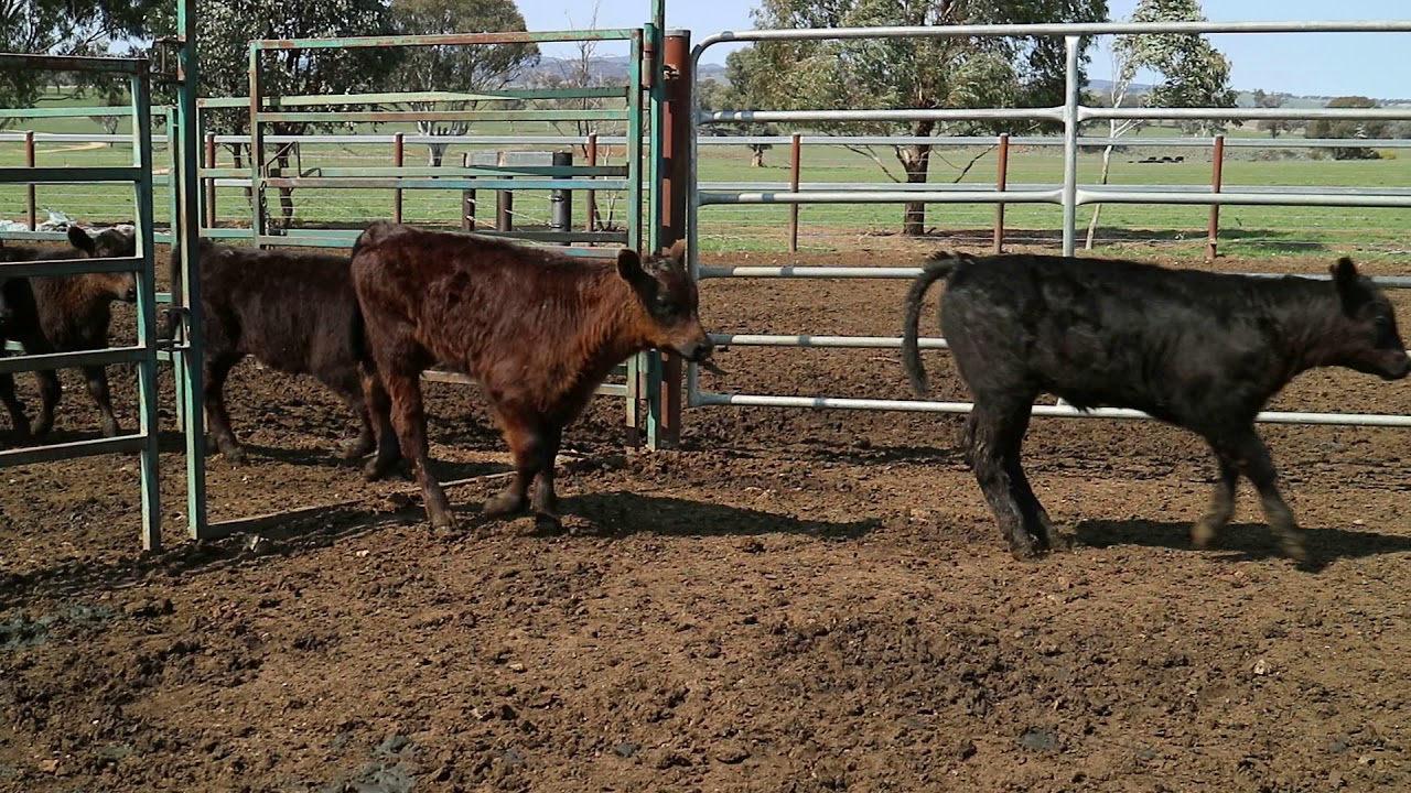 One Pig Calves - YouTube