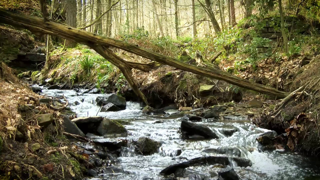 Nature Sounds - Babbling Brook - Flowing Stream - Relaxation - YouTube
