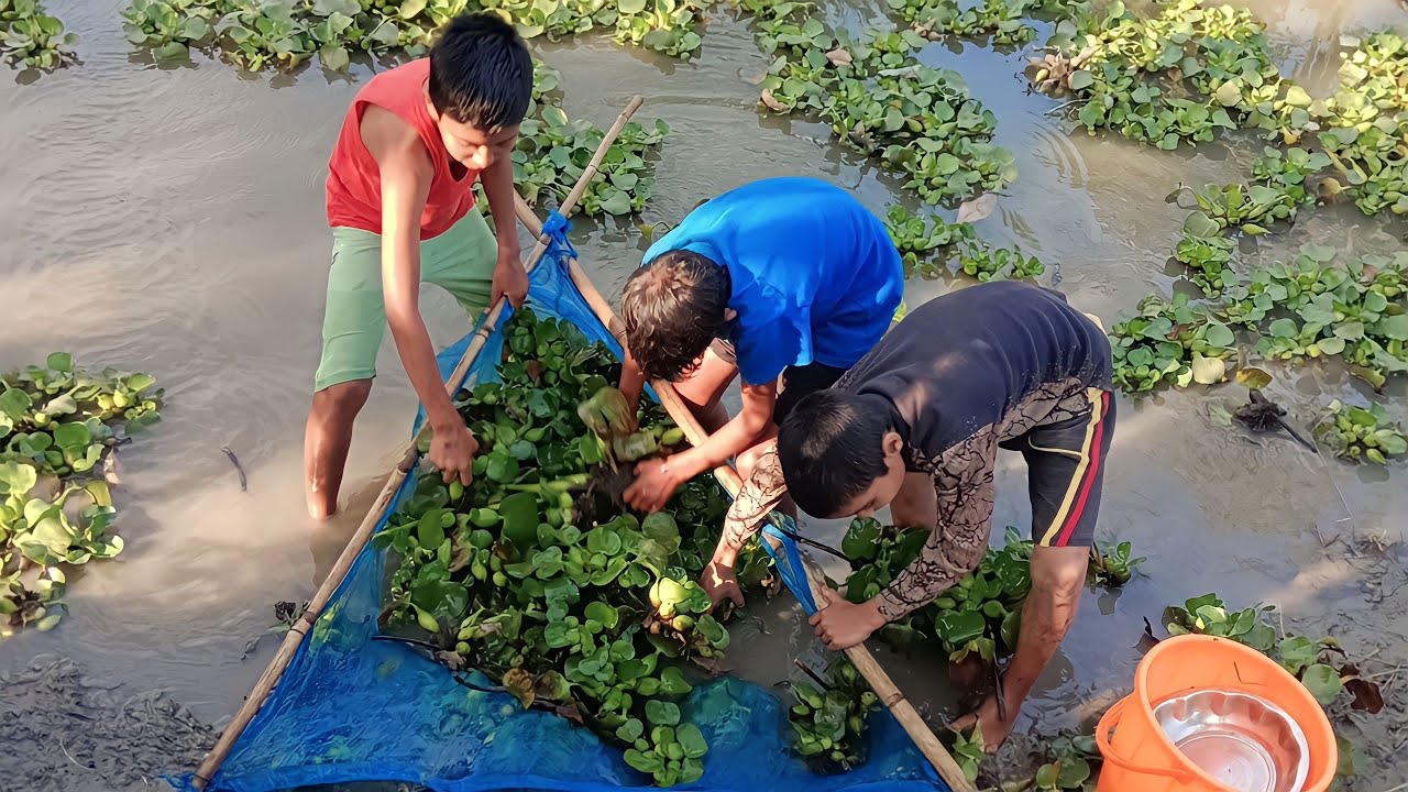 Fishing video Amazing push net fishing video Fishing catfish fish by ...