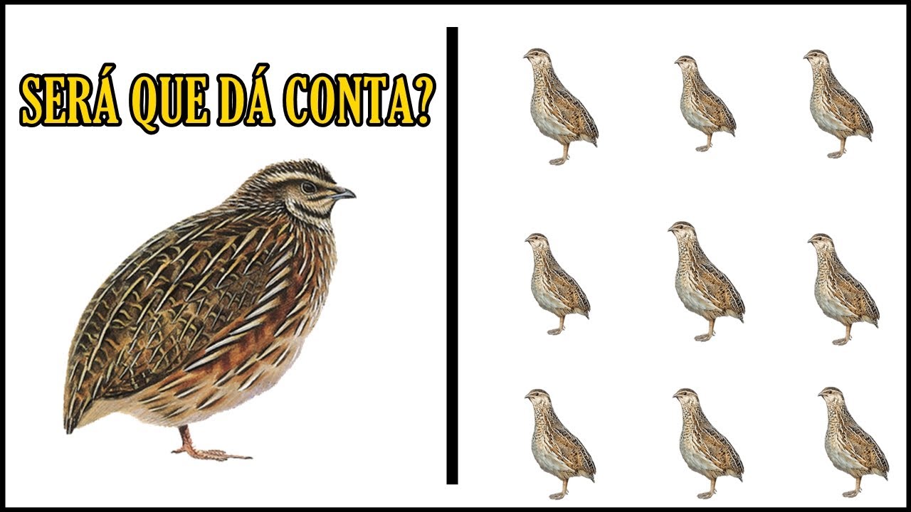 QUANTAS FÊMEAS PARA CADA MACHO DE CODORNA? - YouTube