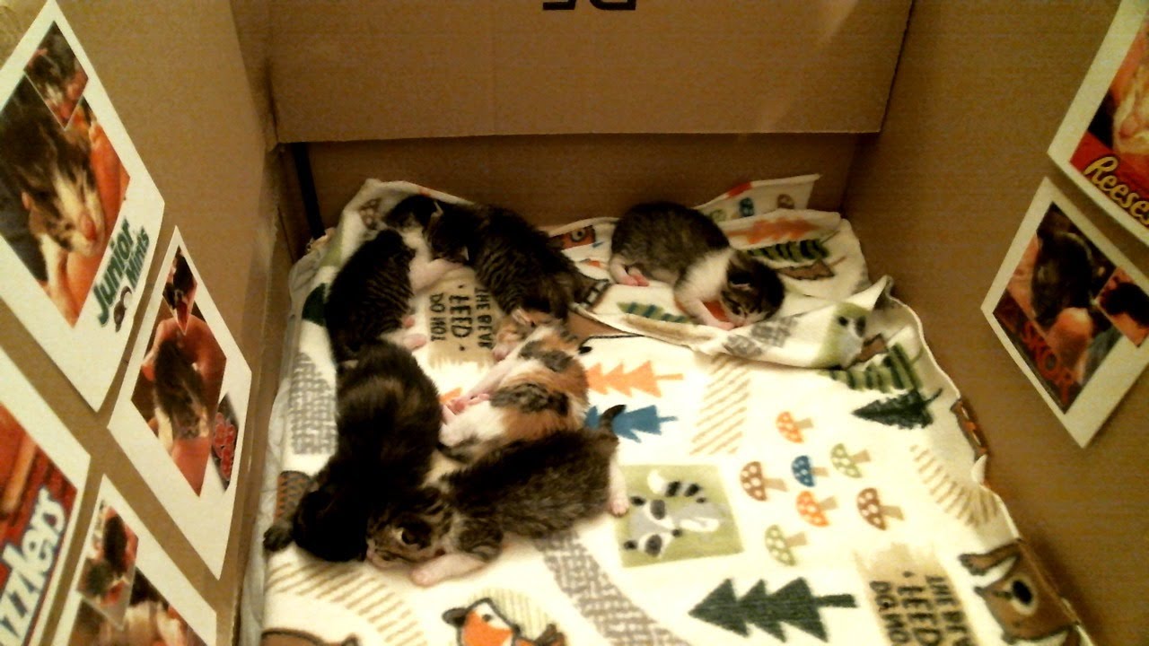 Kitten cam live - YouTube
