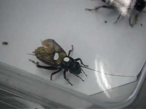 Gryllus bimaculatus cricket aggression and courtship songs - YouTube