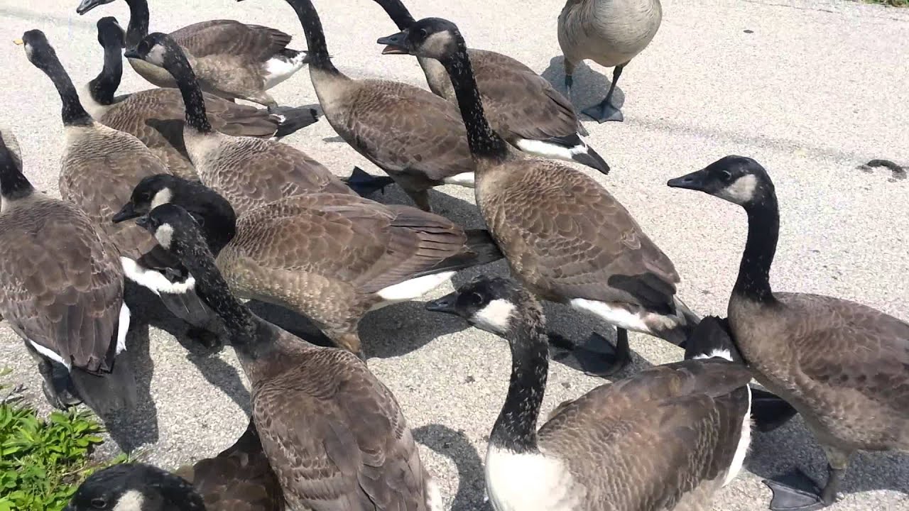 Crazy Canadian Geese - YouTube