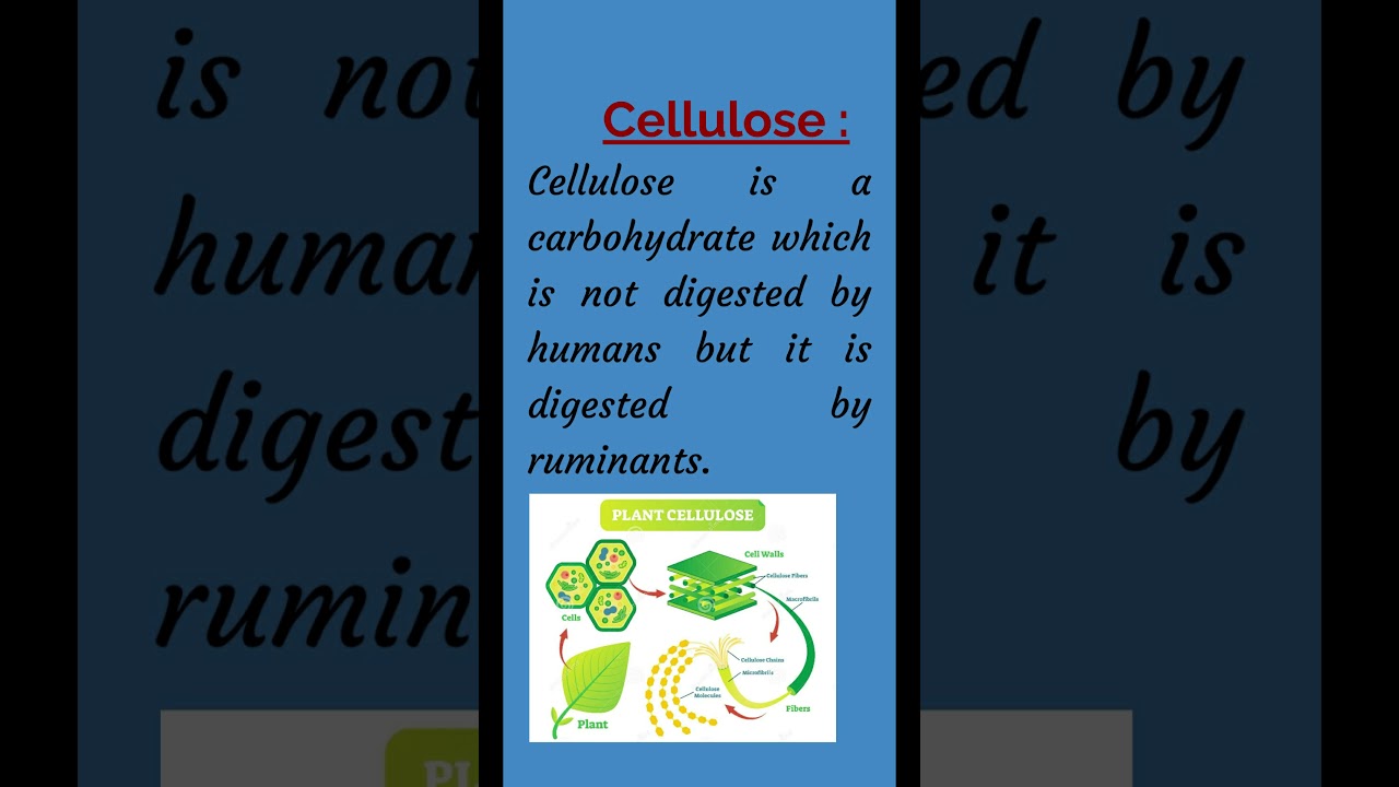 Cellulose Definition