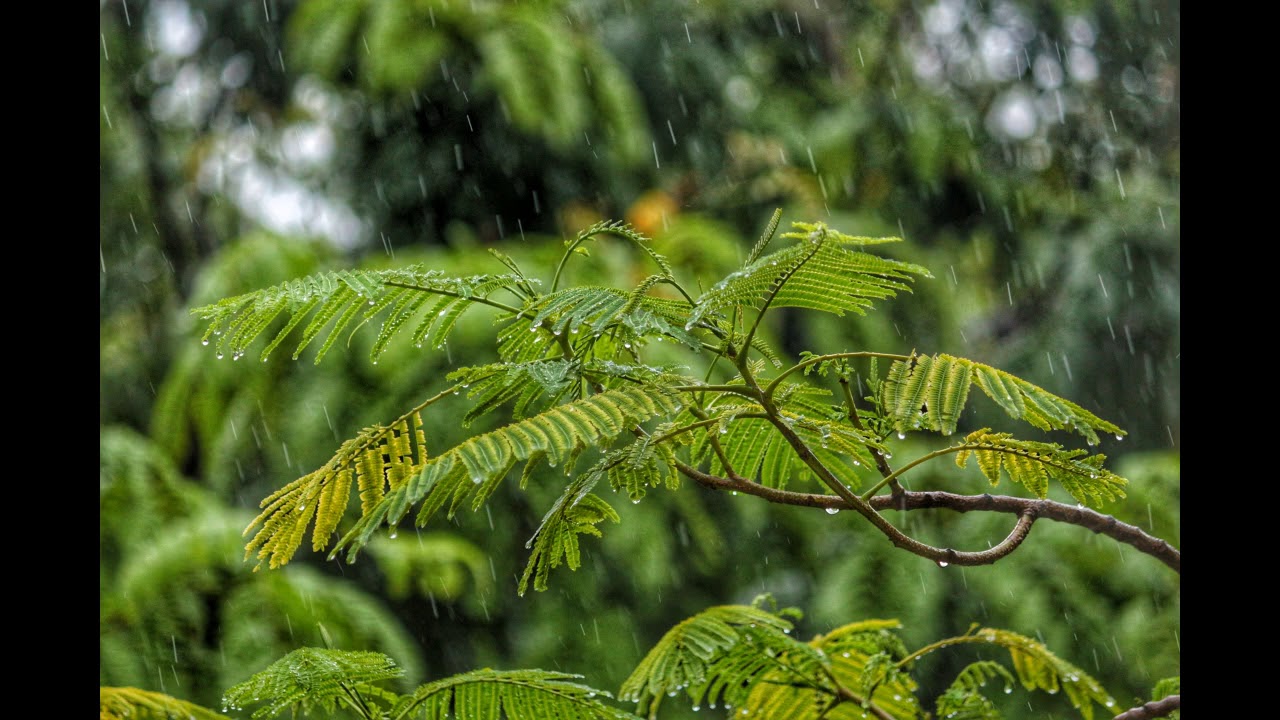 Rainforest Rain Sound Effect (no copyright) FX - YouTube