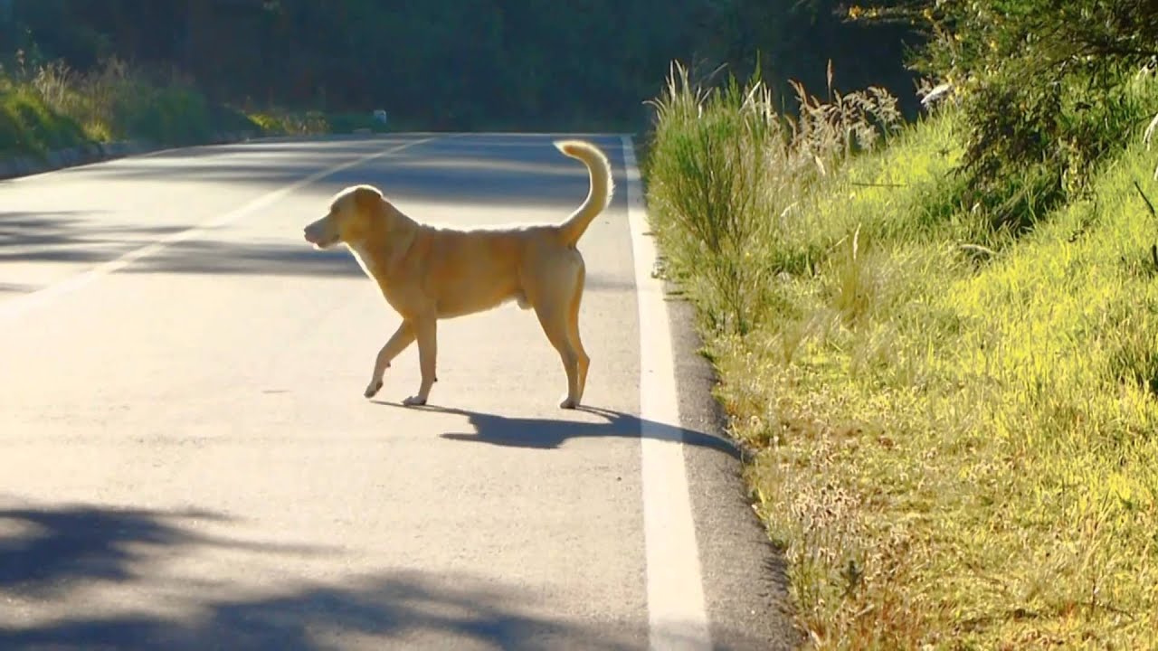 #11911, Un perro va caminando en medio de la calle [Efecto], Mascotas y ...