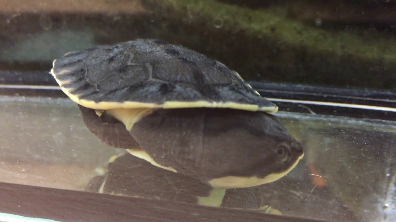 Mesoclemmys raniceps - frisch geschlüpftes Jungtier - chrysemys.com ...