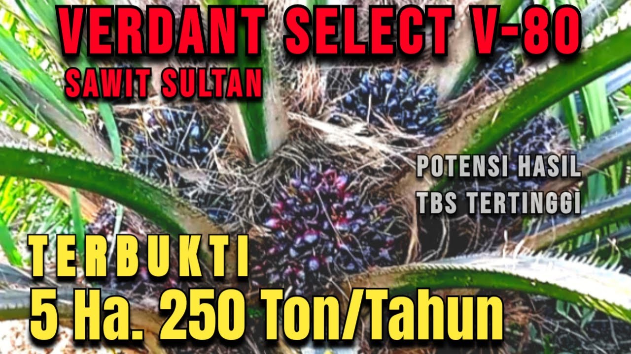 JENIS SAWIT SULTAN VARIETAS VERDANT SELECT V 80 DENGAN POTENSI HASIL ...