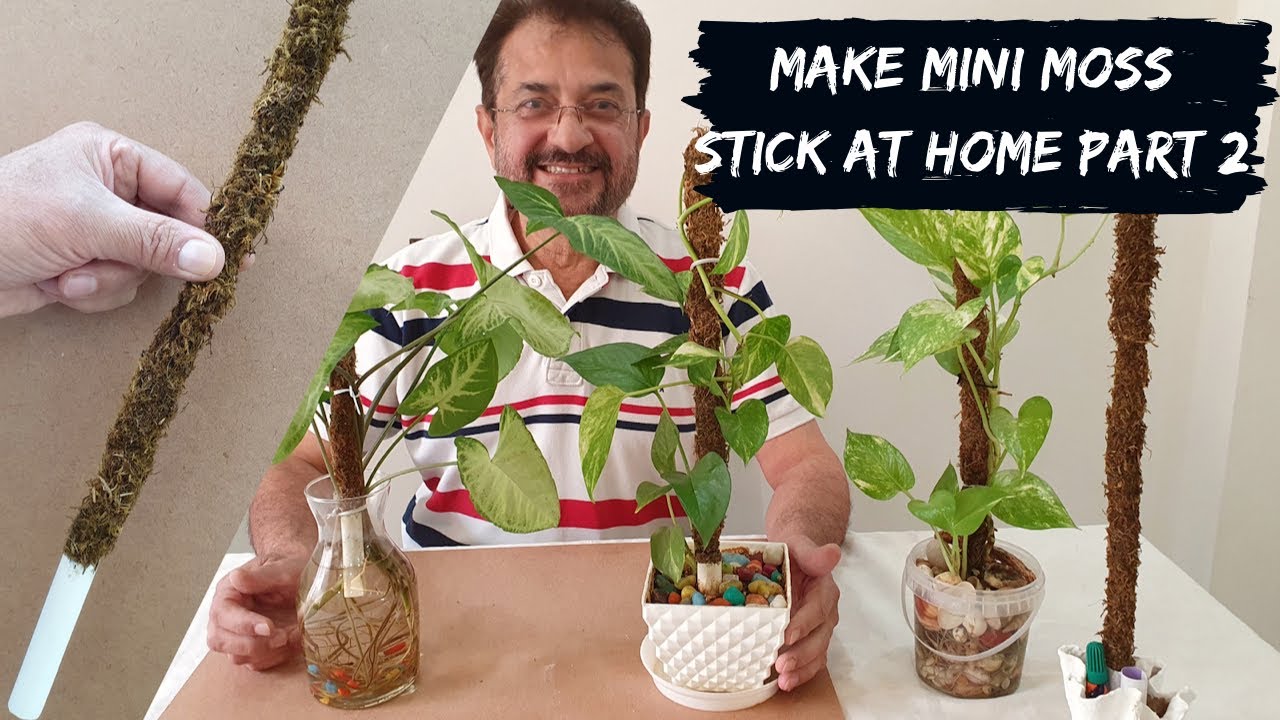 How to make waterproof Mini Moss Sticks/ Moss Poles at Home for plants ...