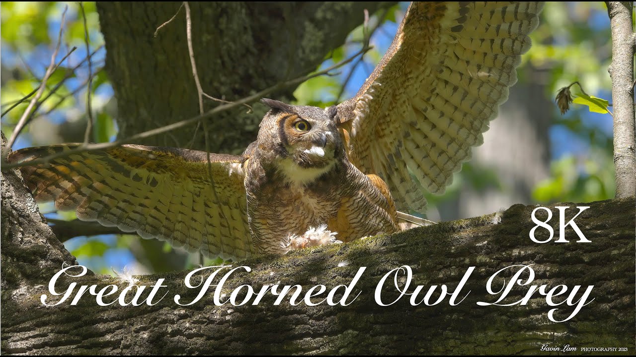 Great Horned Owl Prey - YouTube