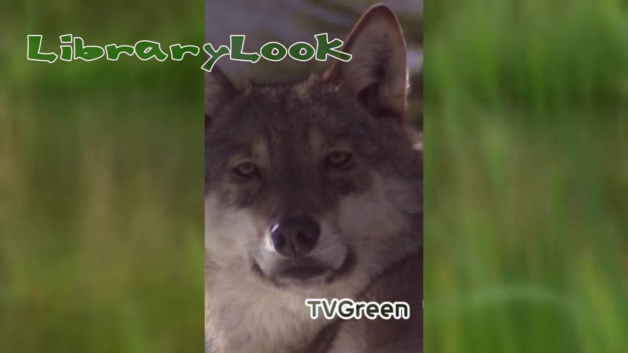 Bavarian Wood - Roe Deer meets Wolf - YouTube