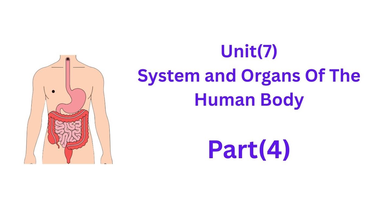 Grade11 English Unit (7) System and Organs Of The Human Body(Part 4 ...