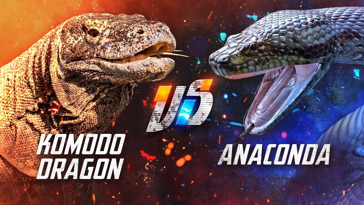 Dragao De Komodo Vs Anaconda Komodo Dragon Attacks And Envenoms Water