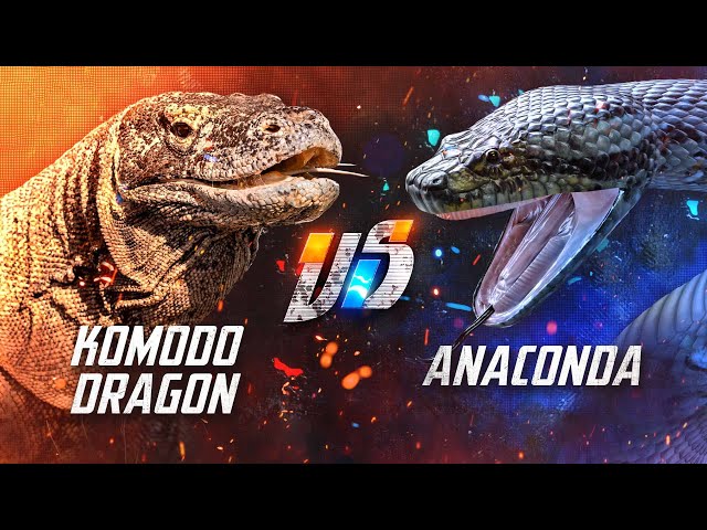 Komodo Dragon Vs King Cobra Book