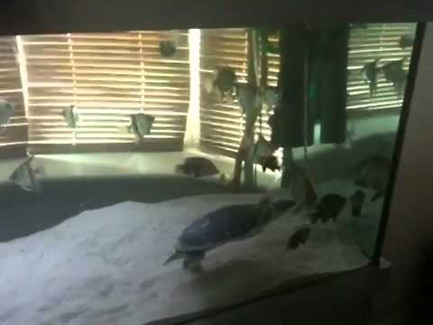 Fly river turtle living with tigerfish