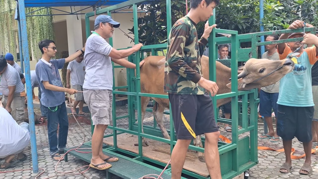 Tutorial Potong Sapi Qurban dengan alat modern - YouTube